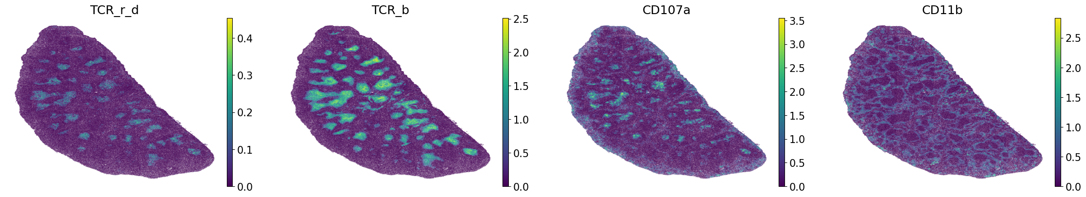 Stereo CITE seq Mouse spleen Tutorial — SpaLP