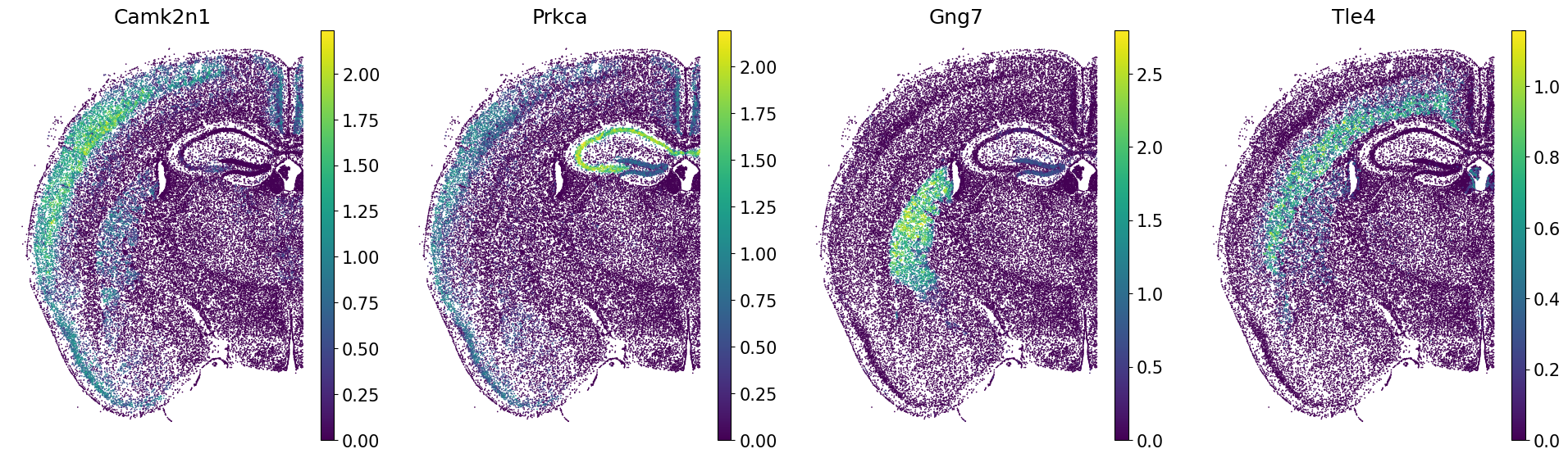 CosMx Mouse Brain data Tutorial — SpaLP